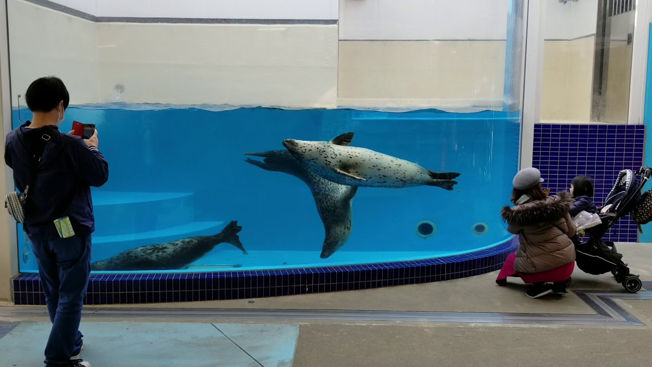 Toba Aquarium - Part 1 - 2/23/19 - YouTube