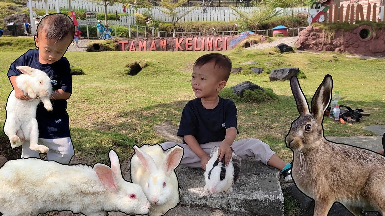 MENGENAL HEWAN,GENDONG KELINCI,MEMBERI MAKAN KELINCI-Taman Kelinci Padusan Pacet - YouTube