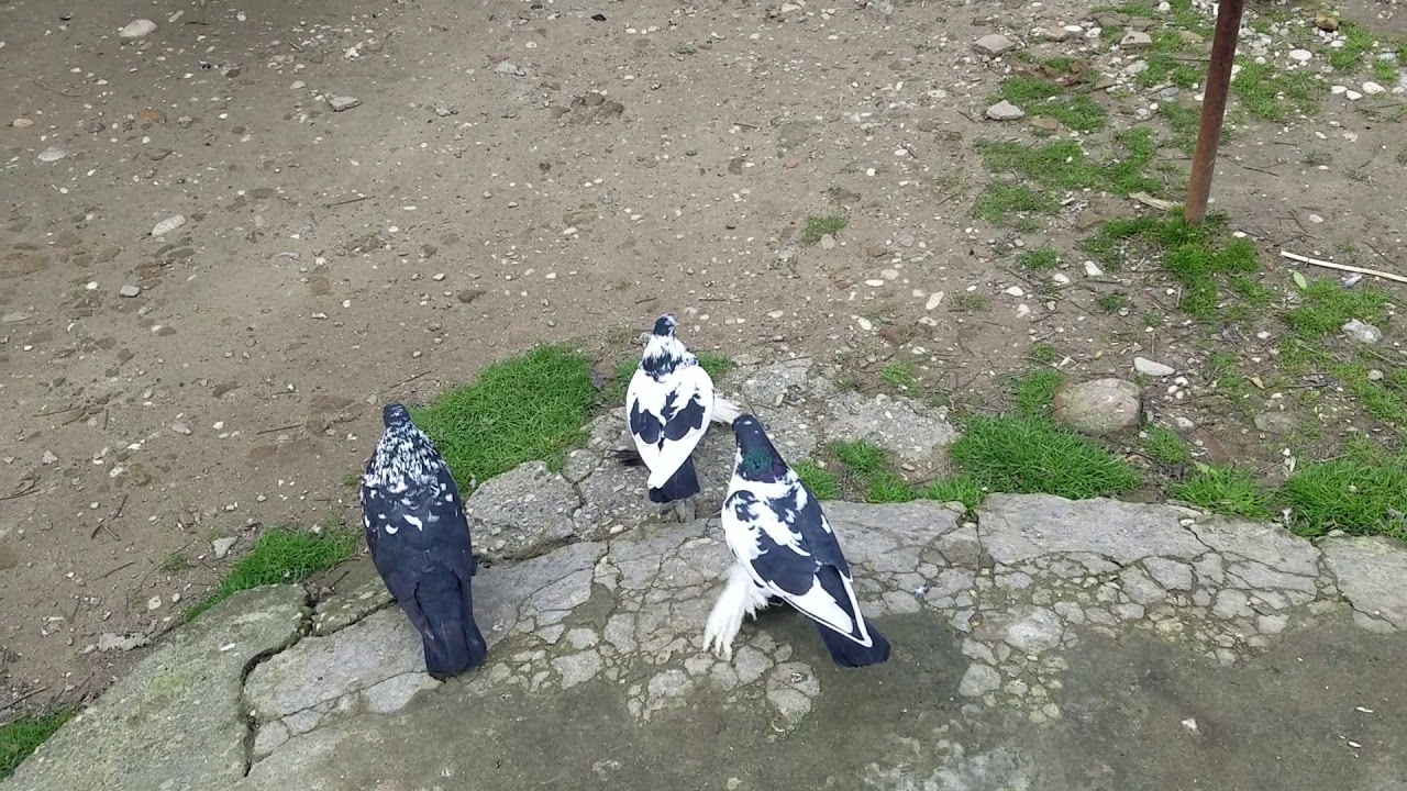 Pigeon Pellumba 7 Fier Albania - YouTube