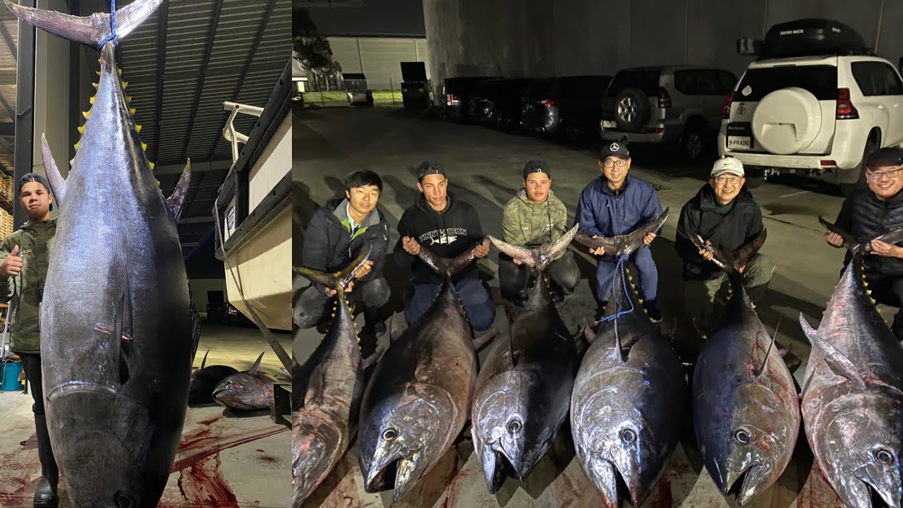 800kg of GIANT BLUEFIN TUNA!! (Most insane fishing trip) - YouTube