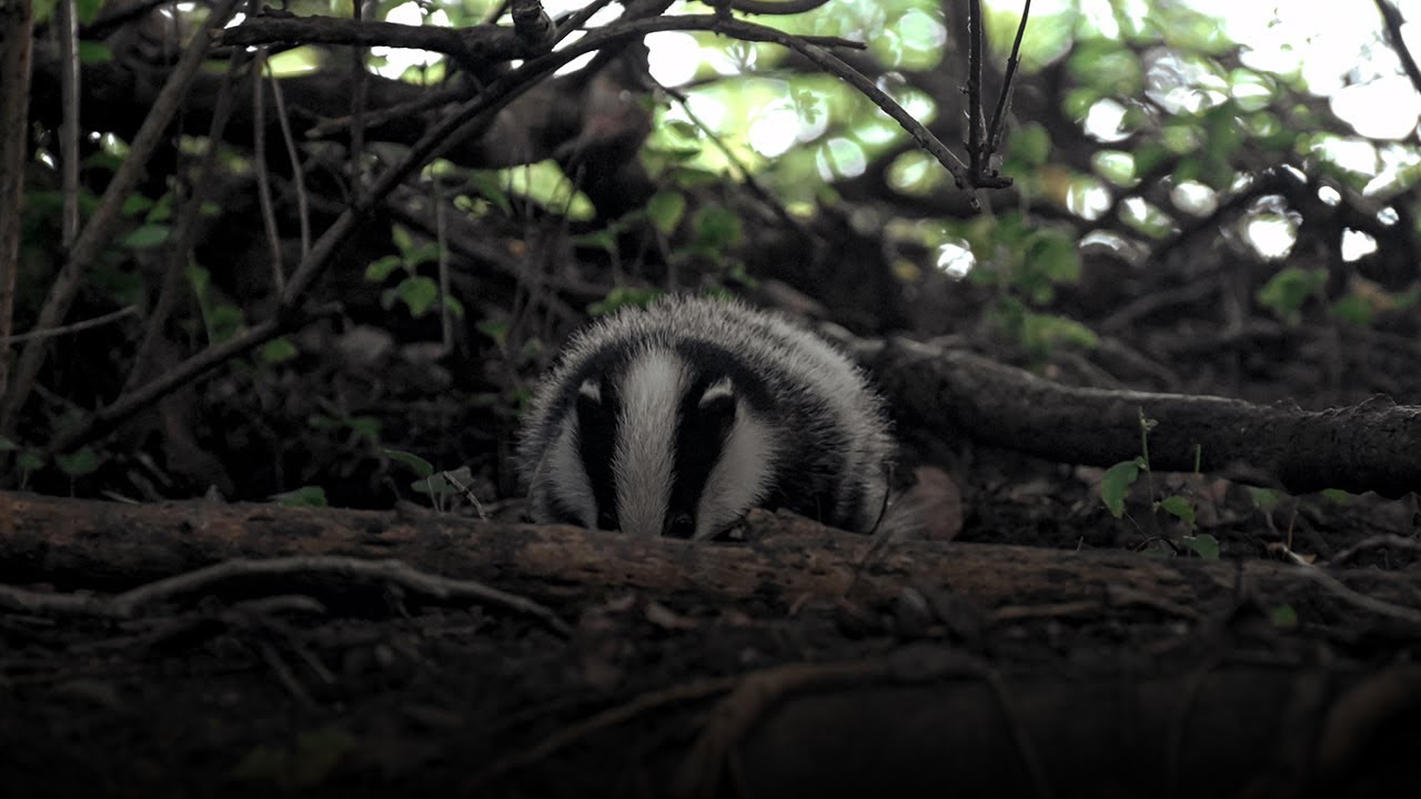 Badger Cubs Explore for the First Time... - YouTube
