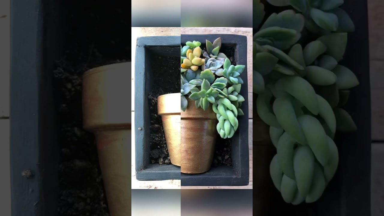 Succulent Pot In A Box Design 🥰 #Succulent #Design #Plant #Shorts - YouTube