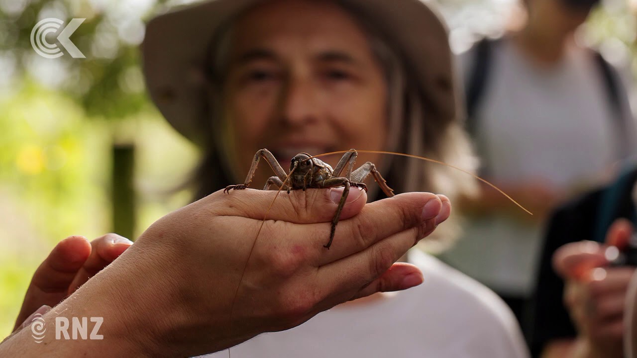 Wētā poo needed for bush regeneration on Hauraki Gulf islands - YouTube