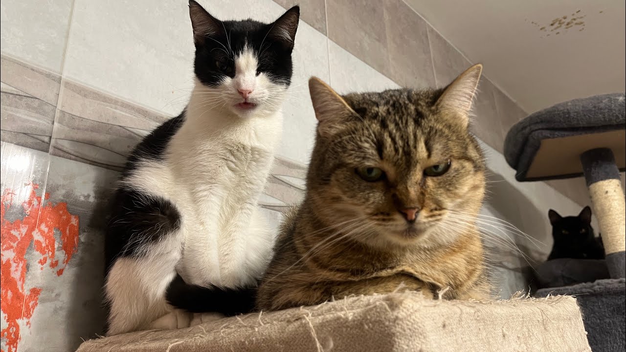 Sunday 20 cats live stream the best - YouTube
