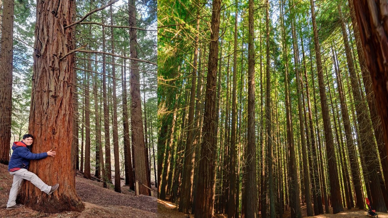 El bosque de árboles gigantes (el bosque de secuoyas más grande de ...