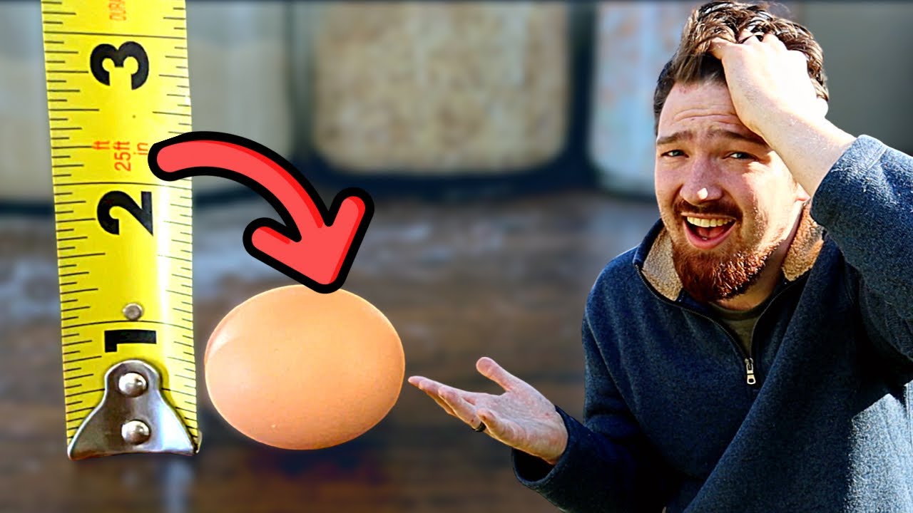 Our Chickens Smallest Egg EVER - YouTube