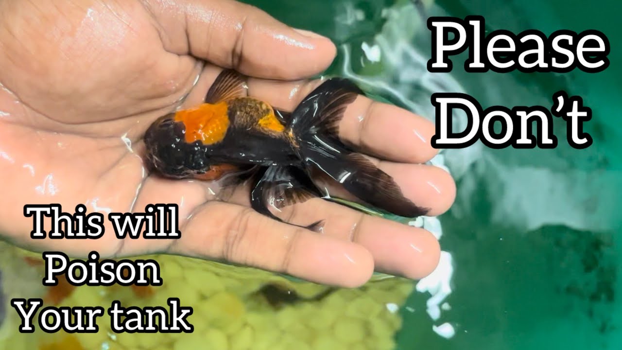 🐠BEGINNERS guide : 10 THINGS fish KEEPERS should NEVER do | THIS will☠ ...