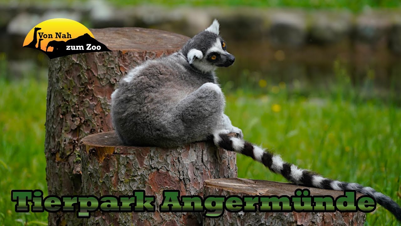Tierpark Angermünde - Der einzige Tierpark der Uckermark - Kleiner Zoo ...