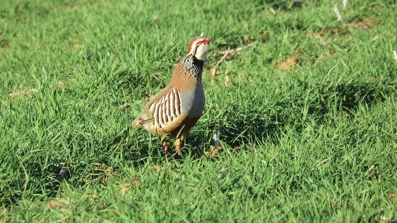PERDIZ ROJA (Alectoris rufa) CANTANDO - León, España - YouTube