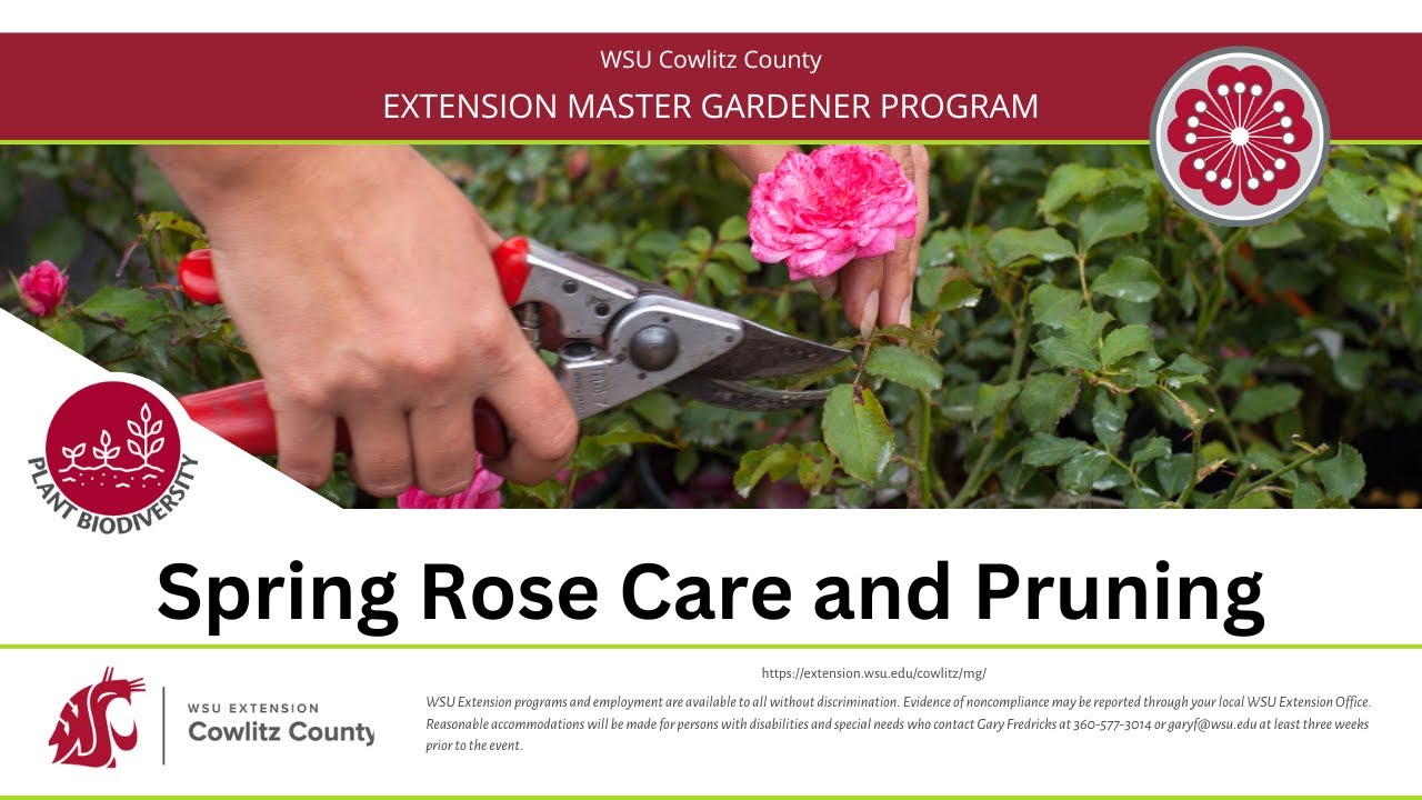 Spring Rose Care - YouTube
