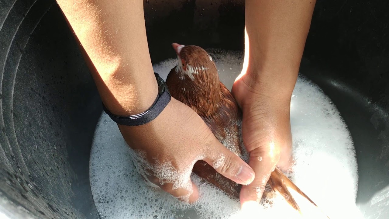 CARA MENGHILANGKAN KUTU PADA BURUNG DARA/MERPATI - YouTube