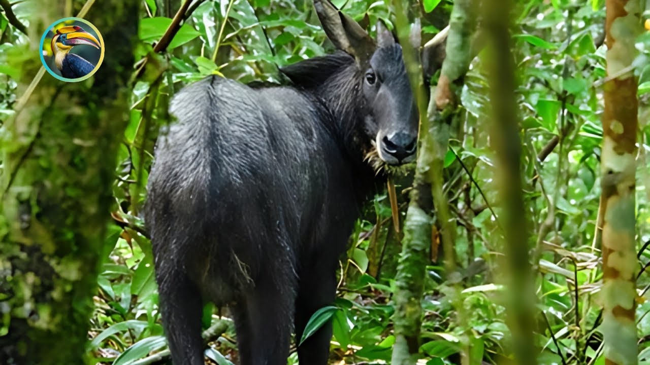 Exploring South Asia's AMAZING Rainforest Treasures! - YouTube