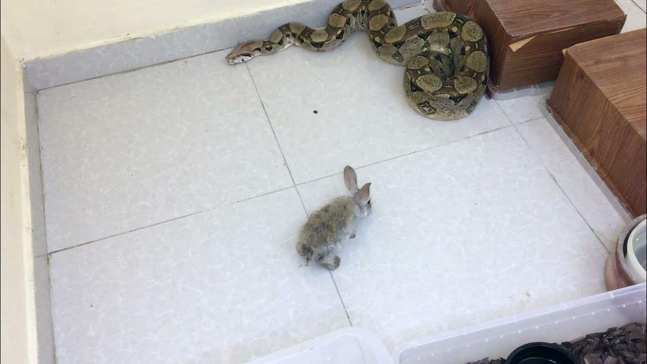Warning! Live Feeding Snakes | Boa Constrictor Eating 2 Rabbits - YouTube