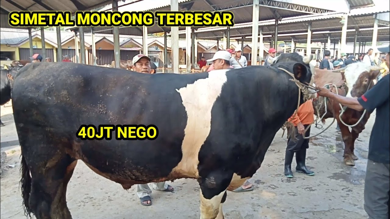 SAPI SIMENTAL MONCONG Terbesar di pasar - YouTube