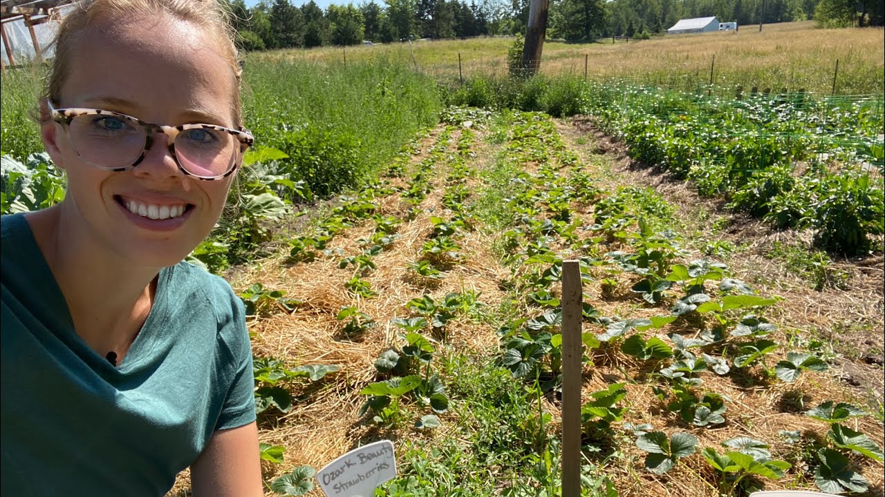 Strawberry Plant Maintenance: Pinching Strawberry Runners! 🍓 | Simply ...