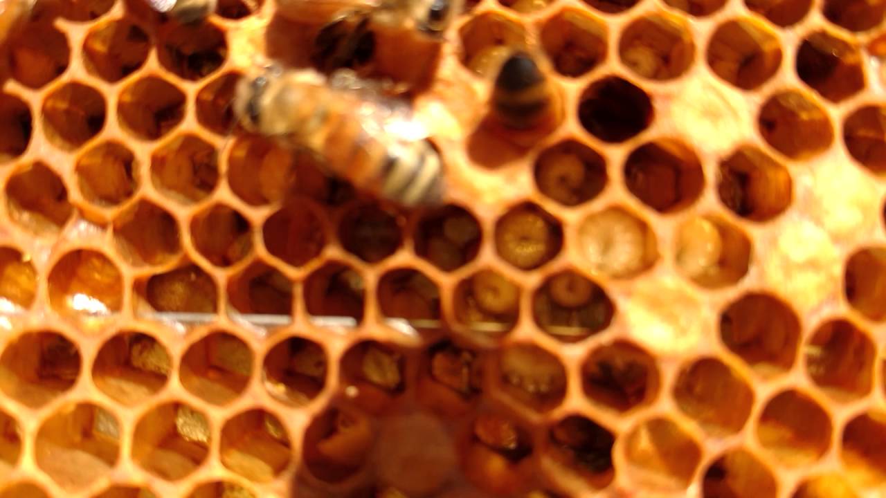 What disease do my bees have? Sacbrood, chalk brood, EFB, or is it ...