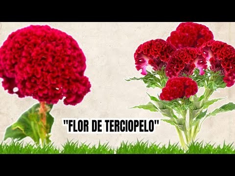 La Flor De Terciopelo: Significado Y Cuidados | TeleFlor