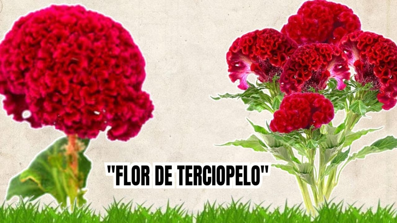 Conoce las flores de terciopelo o tambien llamadas flores de mano de ...