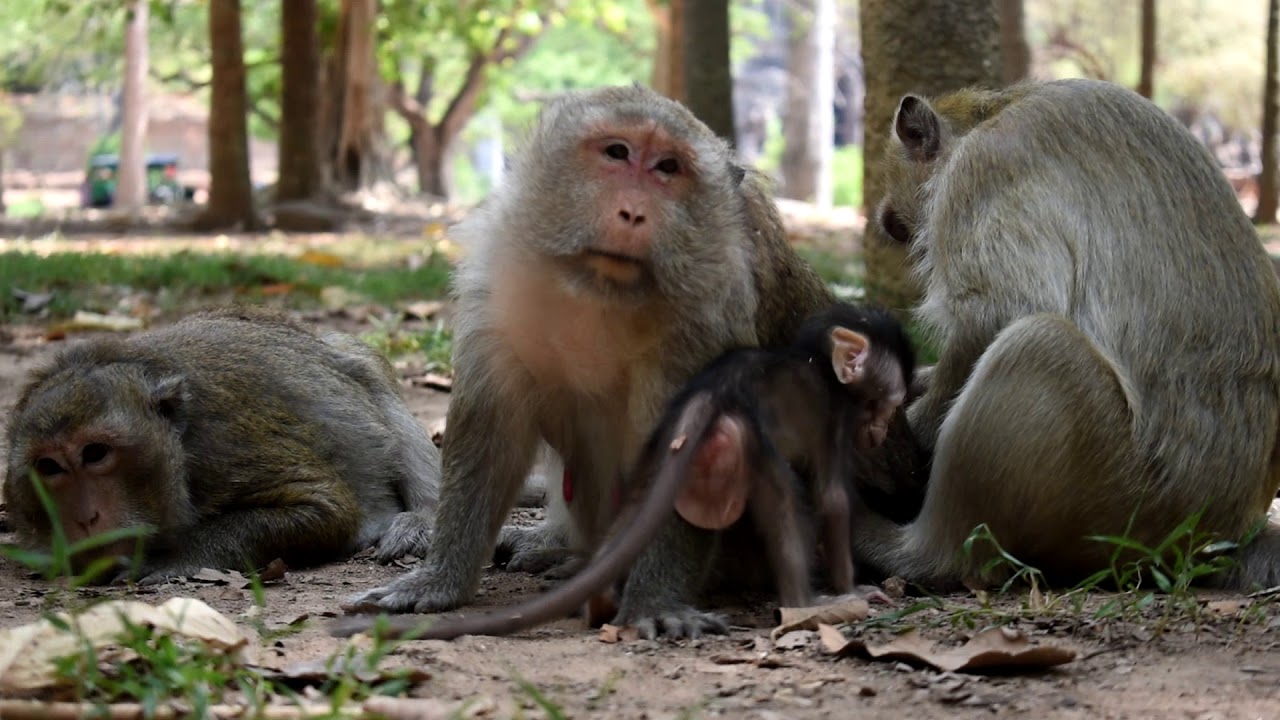 Lovely Toddler monkey VS father AK Monkey zone - YouTube