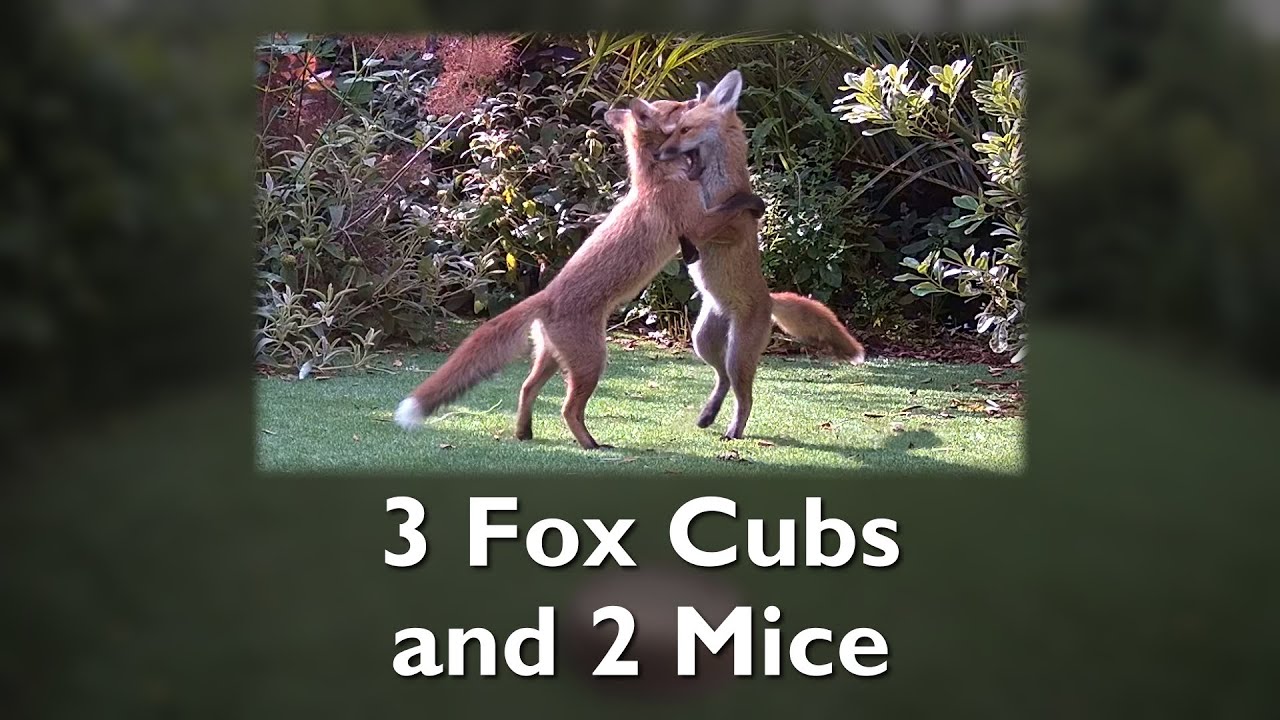 Three fox cubs and two mice. - YouTube