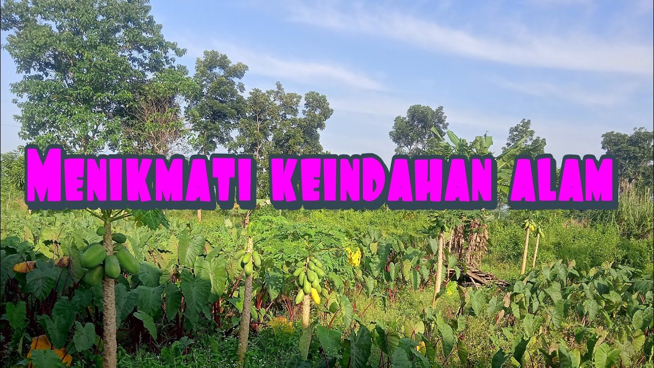 Pemandangan alam kebun talas by AaL Bolang - YouTube