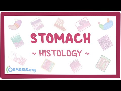Stomach: Histology