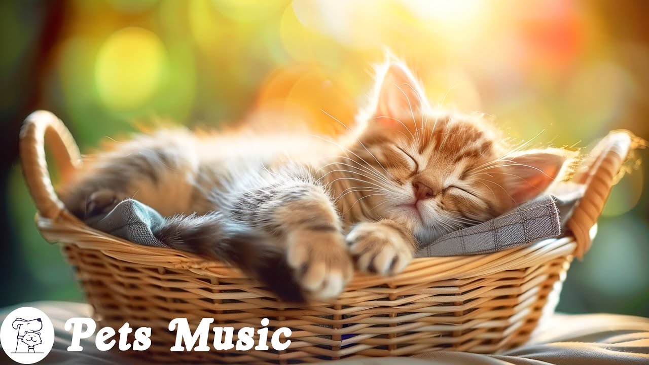 Calming Music for Cats that Gives Comfort, Anxiety Relief - Relaxing ...