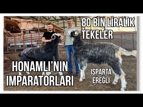 80 BİN LİRALIK HONAMLI TEKELER - İMPARATORLAR - ZÜMREOĞLU HAYVANCILIK