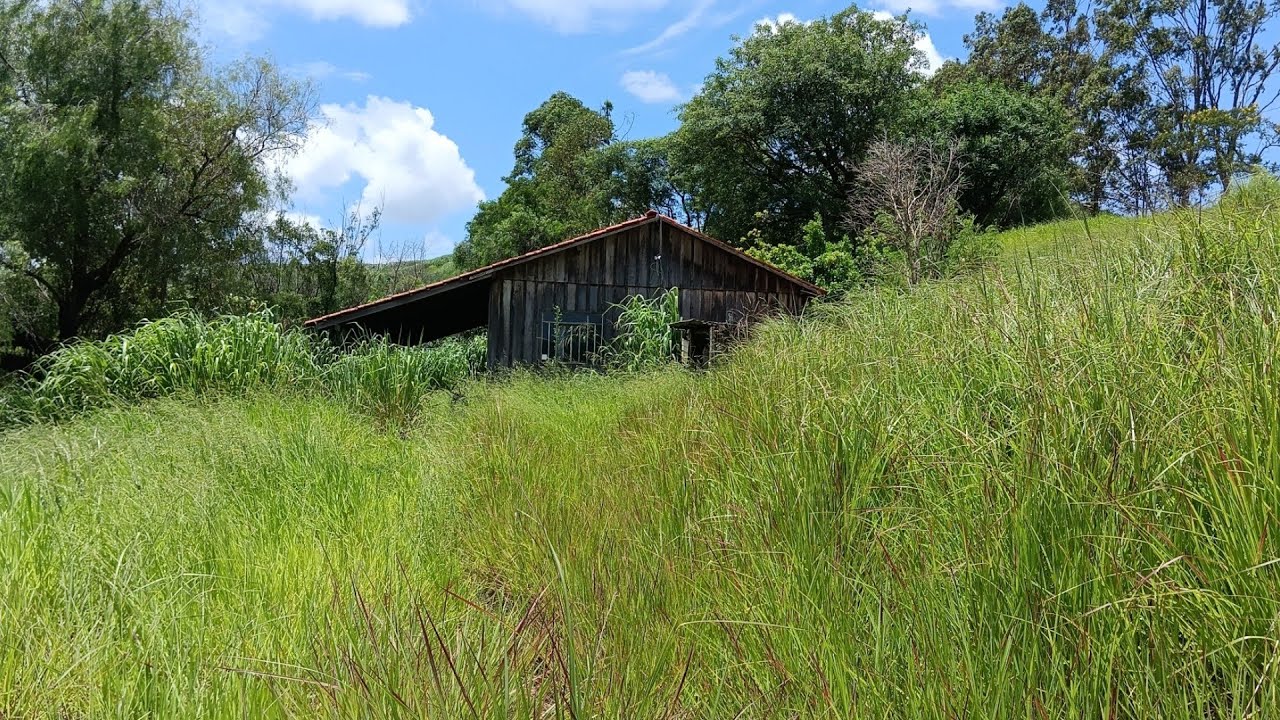Idoso Doido Pra Por a Mão em Uma Pomba, Mas Não Aguentou a Temperatura ...
