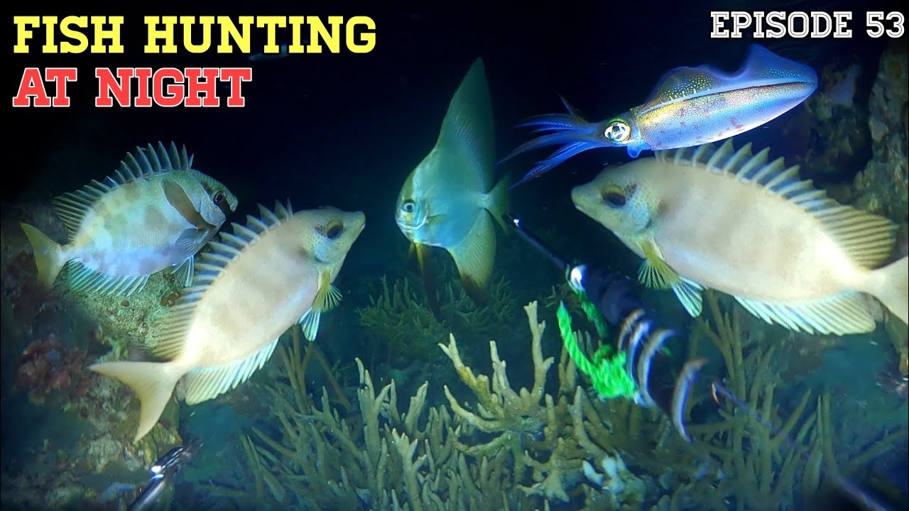 NIGHT SPEARFISHING EPISODE 53 | FISH HUNTING AT NIGHT - YouTube