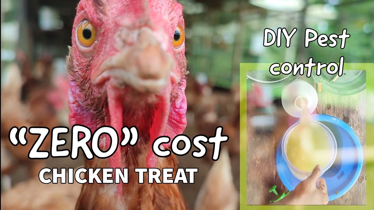 This chicken treat is ZERO COST | We found an effective NATURAL ...