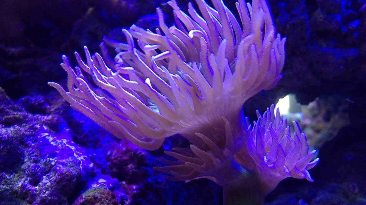 Duncan coral. Blue Palms Reef. Rochdale UK - YouTube
