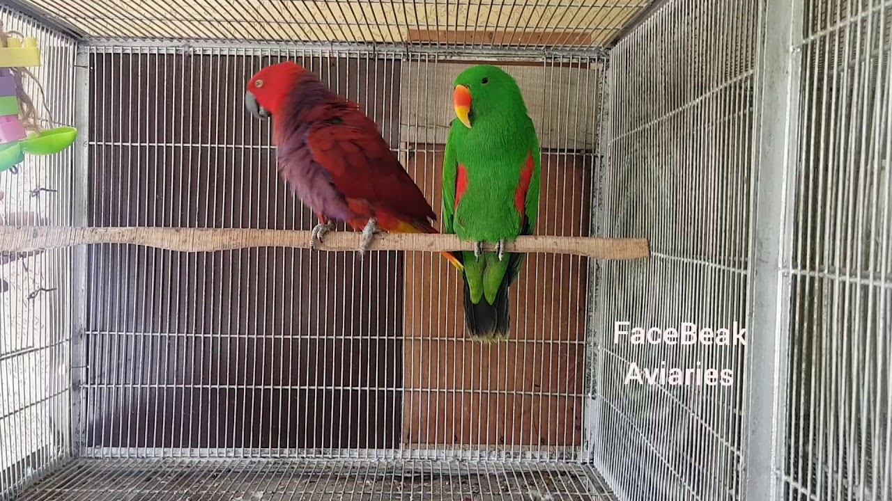 Eclectus Parrot Pair