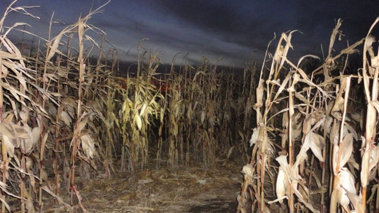 Creepypastas de fondo mientras escuchas al Señor Nostálgico gritar: "Ya ...