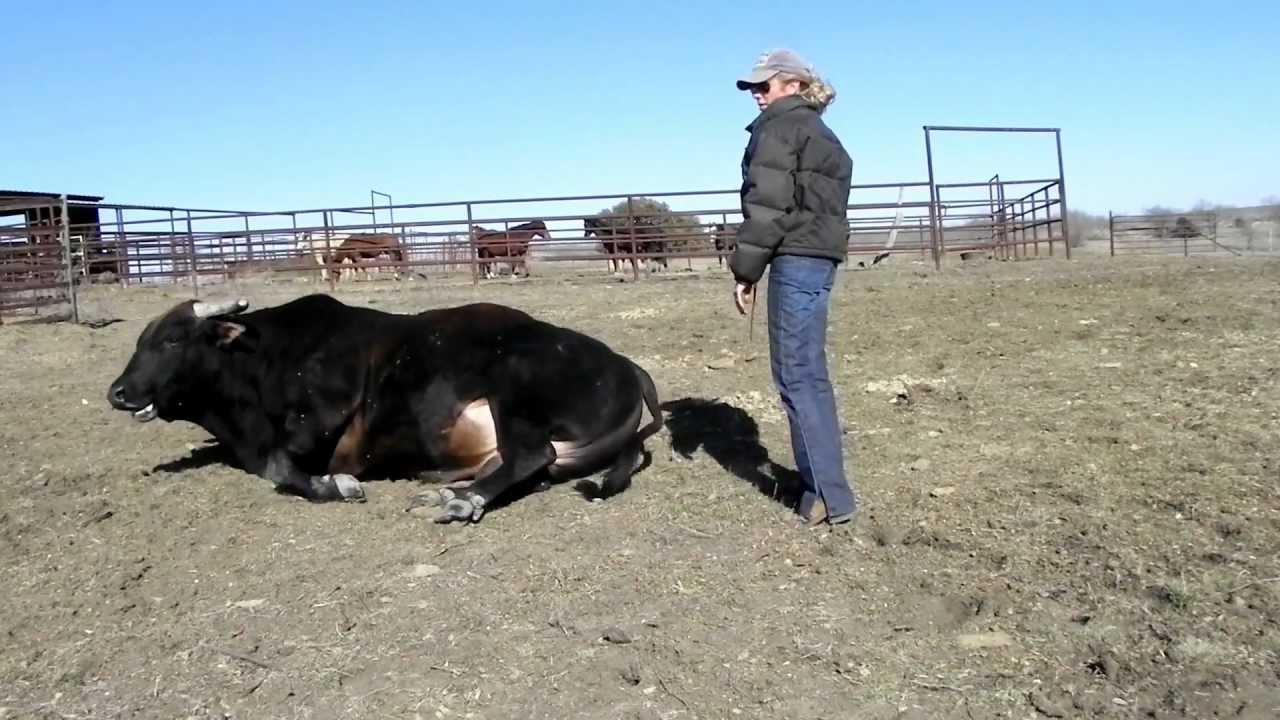 The Bull Whisperer ~ Wilfong Bucking Bulls Heat Wave Gets Physical ...
