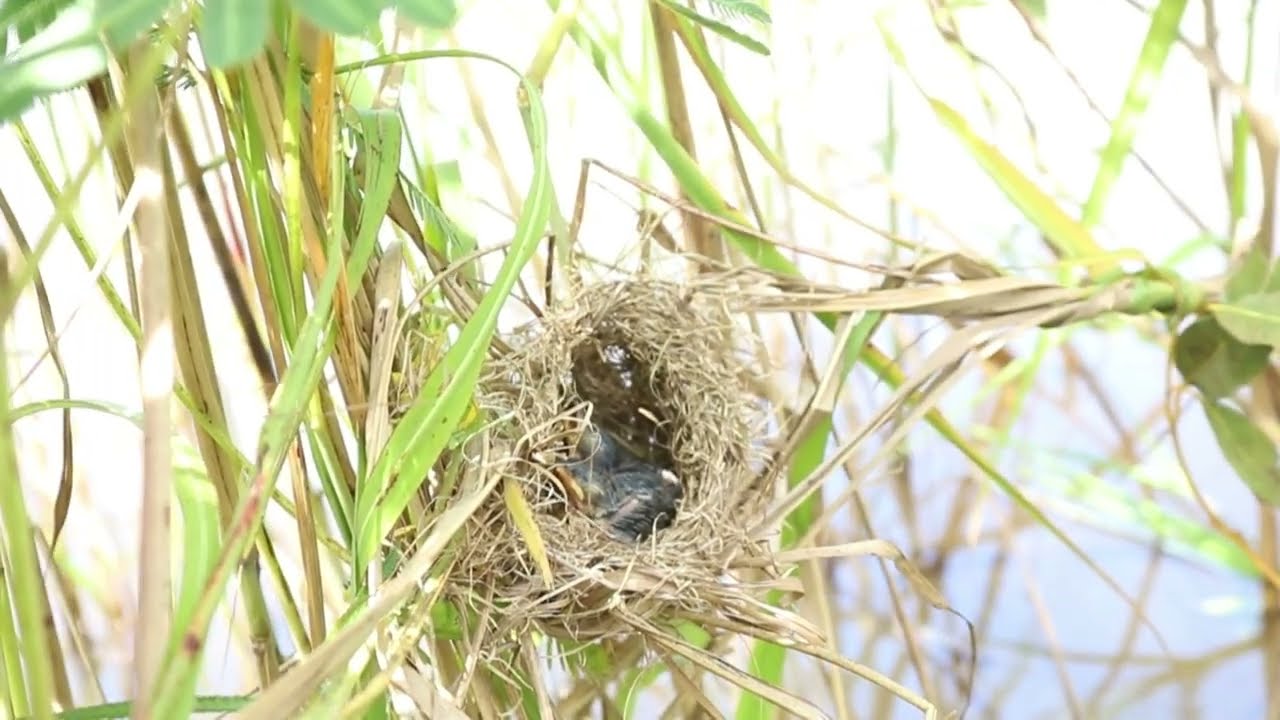 Amazing of wild bird - A lot bird catch cry - Cuckoo Baby vs. Nesting ...