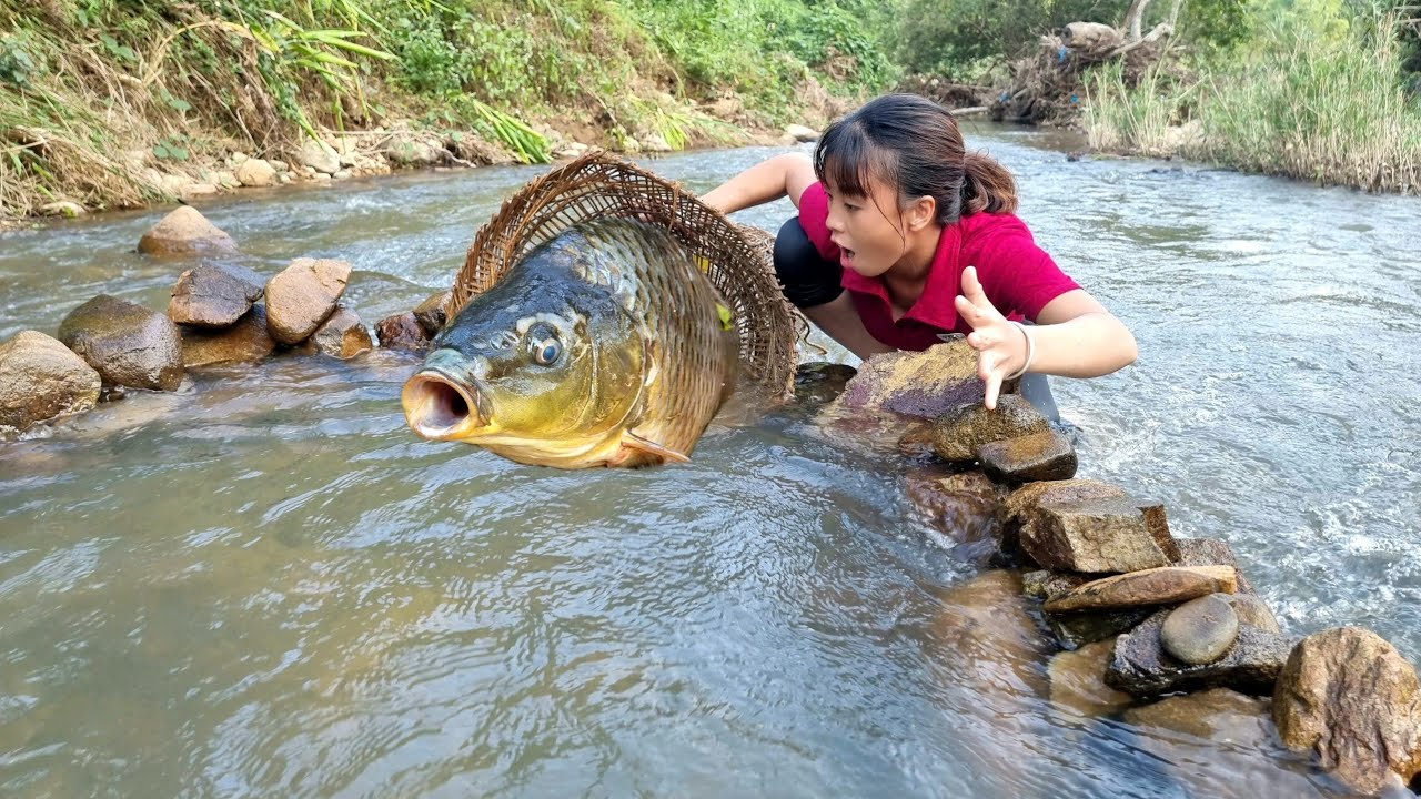 How to catch giant fish: Use rocks to block water & bamboo baskets ...
