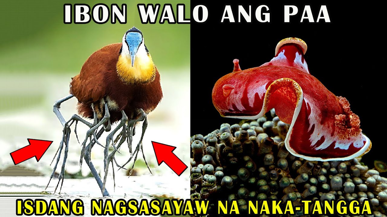 IBONG WALO ANG PAA, ISDANG NAGSASAYAW NA NAKA TANGGA. Mga Hayop sa ...