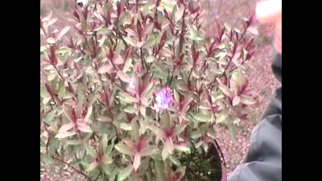 Hebe Caledonia - YouTube