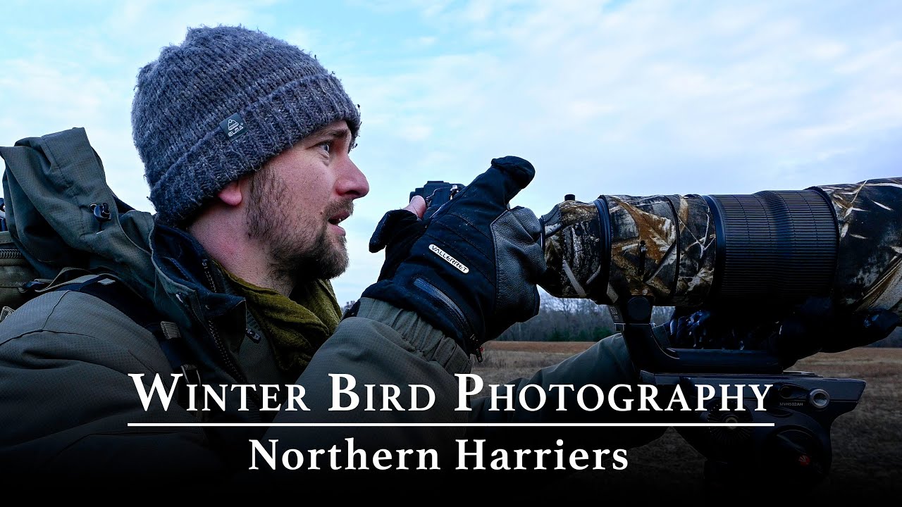 Winter Bird Photography: Photographing Northern Harriers | Nikon Z9 ...