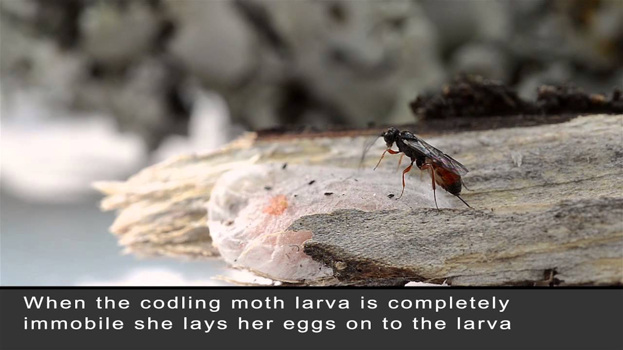Mastrus ridens laying eggs on codling moth larva - YouTube