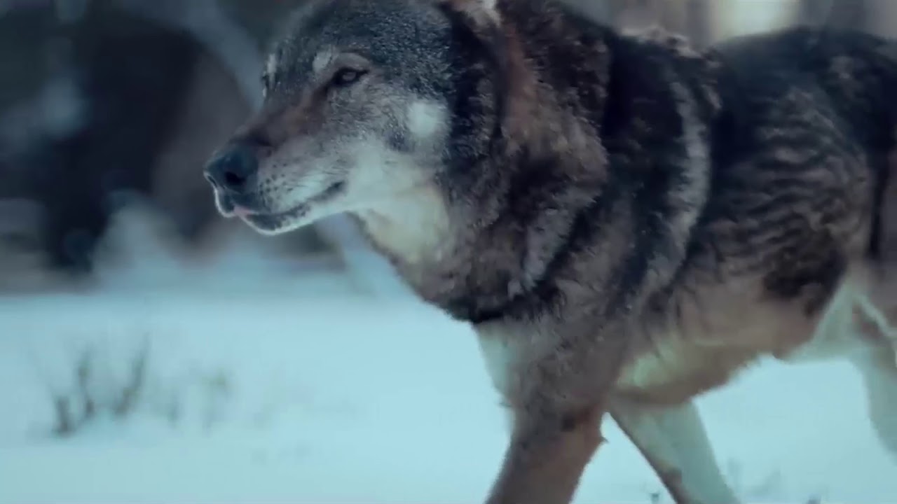 Wolf Running - Media Wolves - YouTube