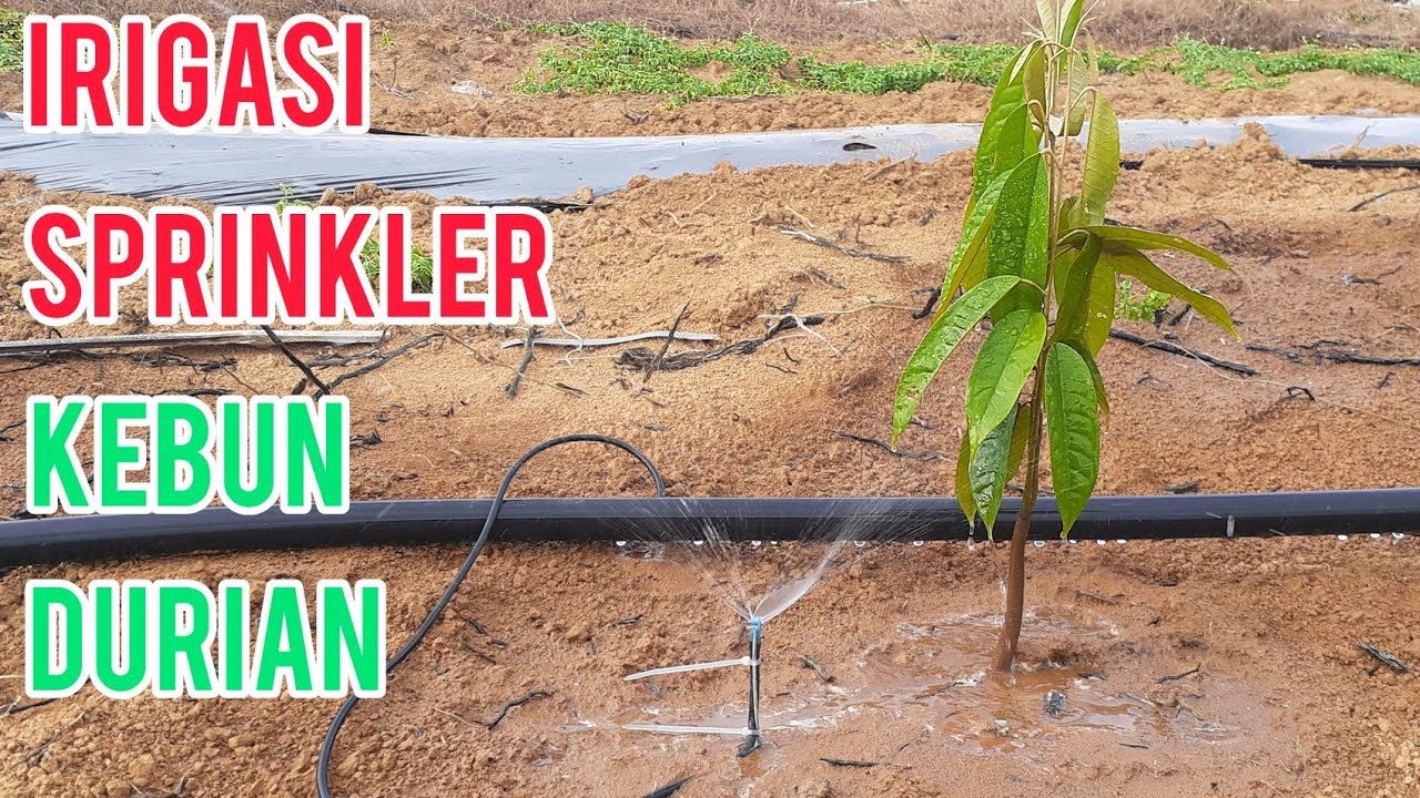 KEBUN DURIAN IRIGASI SPRINKLER - YouTube