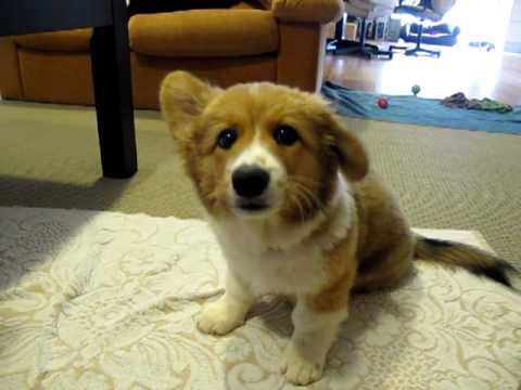 Biscuit has the hiccups