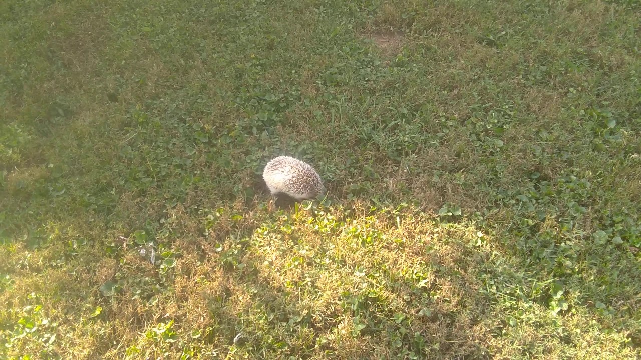 My Hedgehog Prickles - YouTube