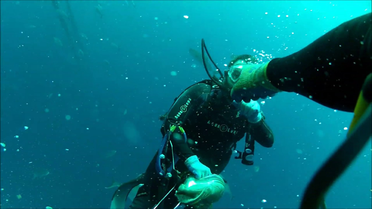 Spearfishing Louisiana Oil Rigs Hell Divers Rodeo 2018 - YouTube