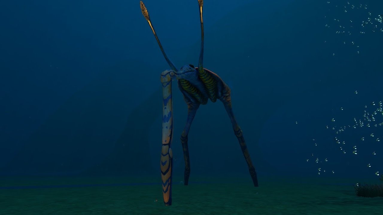 Sea Treader Migration Observation - YouTube