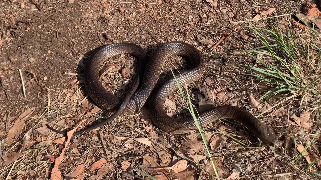 Dual dugite release! Kind of... - YouTube