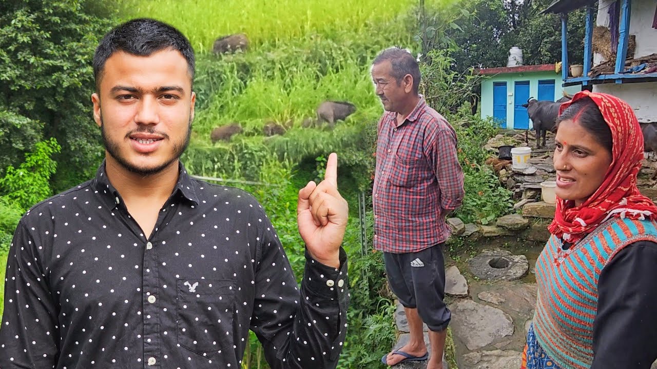 अचानक घर के सामने दिख गये इतने जंगली सुअर || Namaste Pahad || Ashutosh ...