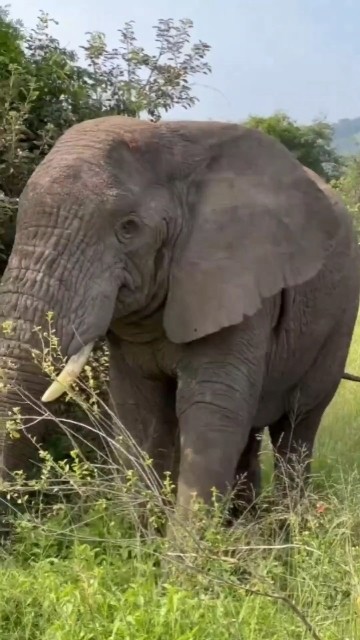 Real Elephant Video | beautiful animals 4k video | Elephant dance video ...